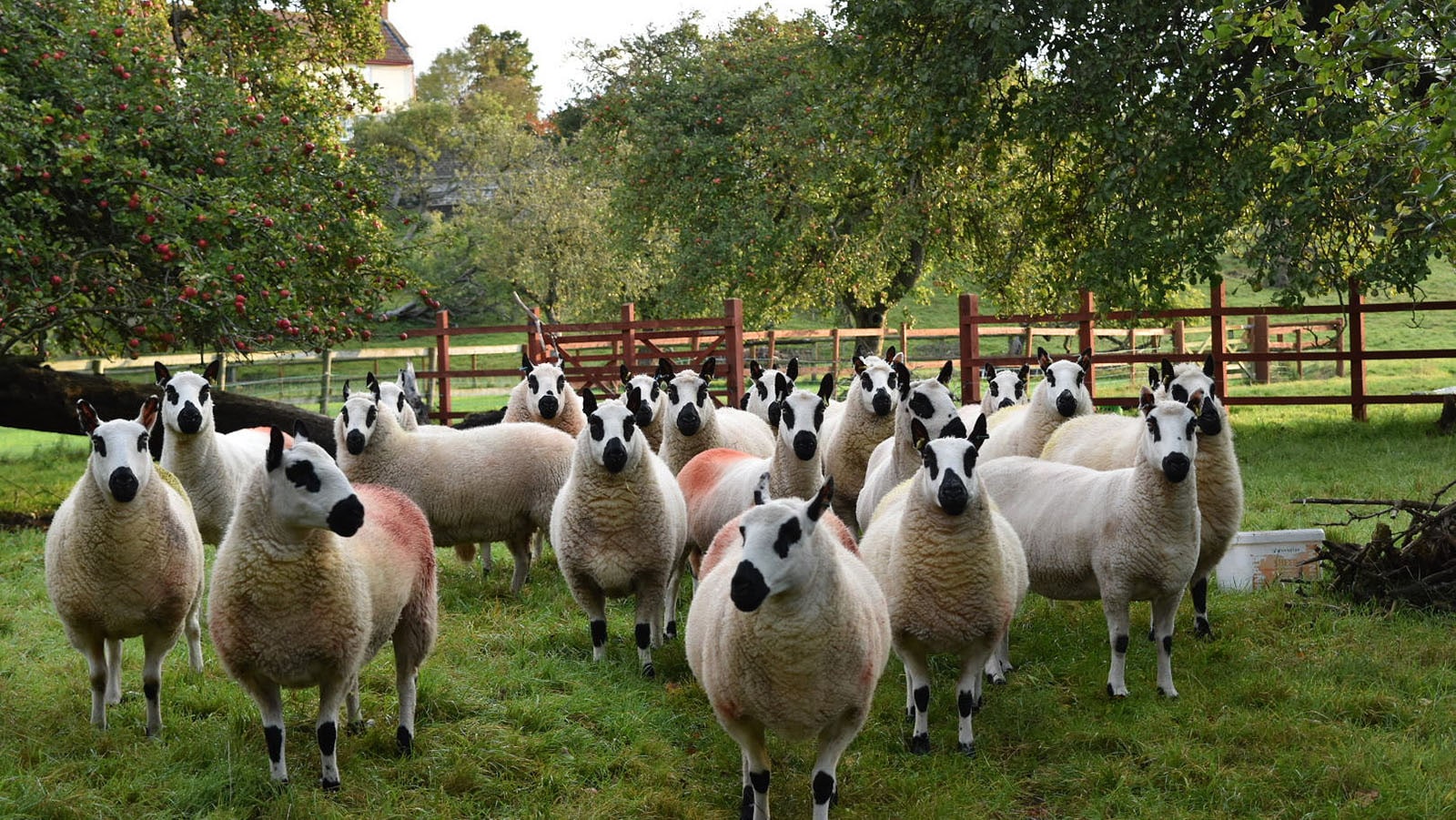 Balancing the world of lambing with tax - Annual report - PwC UK