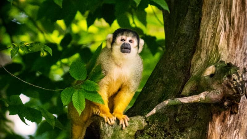 Protecting and enhancing nature - PwC UK